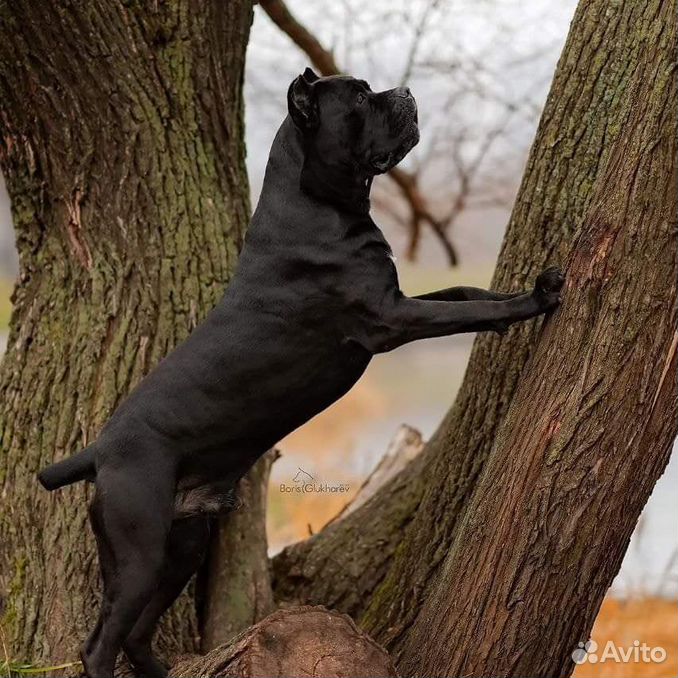 Собаки щенки кане Корсо