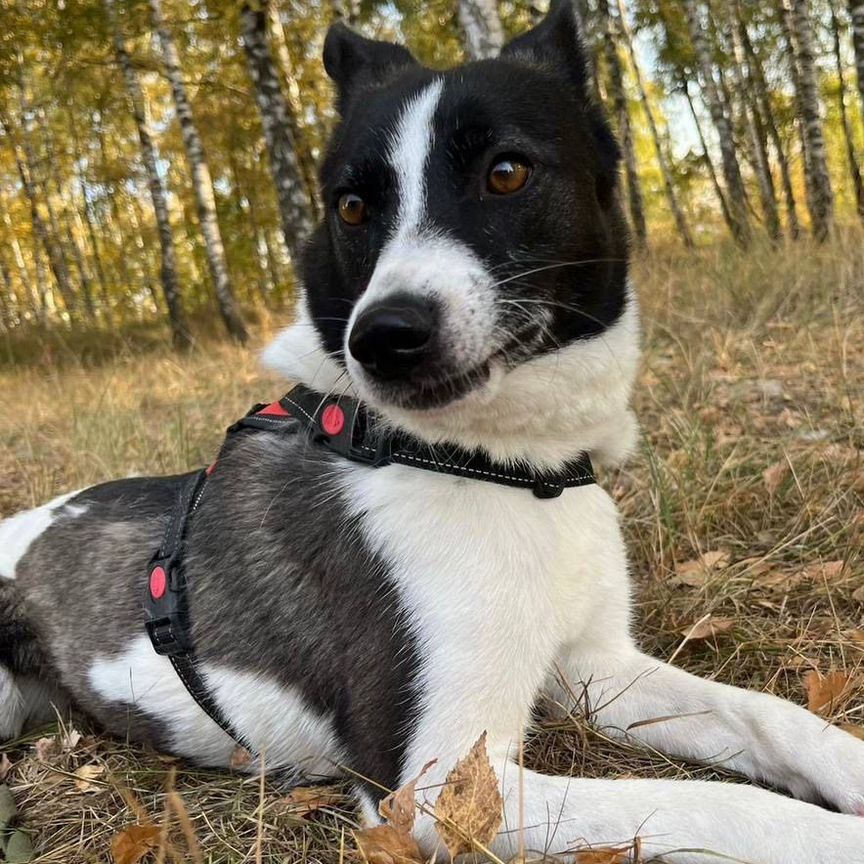 Собака в добрые руки