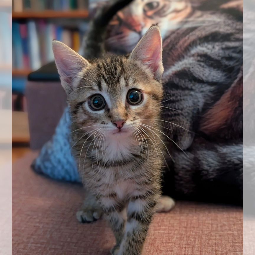 Котёнок в добрые руки