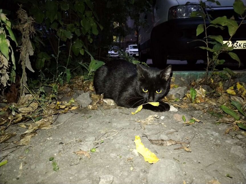 Отдам кота в добрые руки