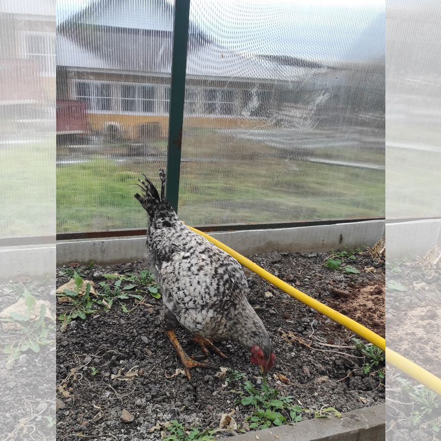 Петушки домашние