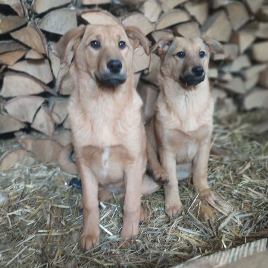 Милые щенки в добрые руки