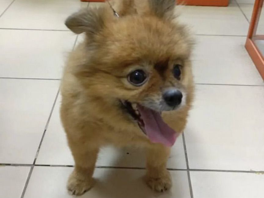 Найдена собака шпиц Ищем его/ее хозяев