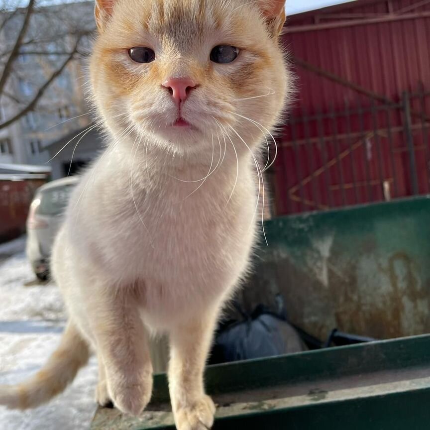 Голубоглазый рыжий брошенный котик