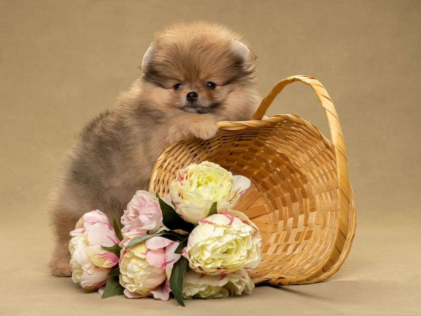 Щенки шпица мальчишка