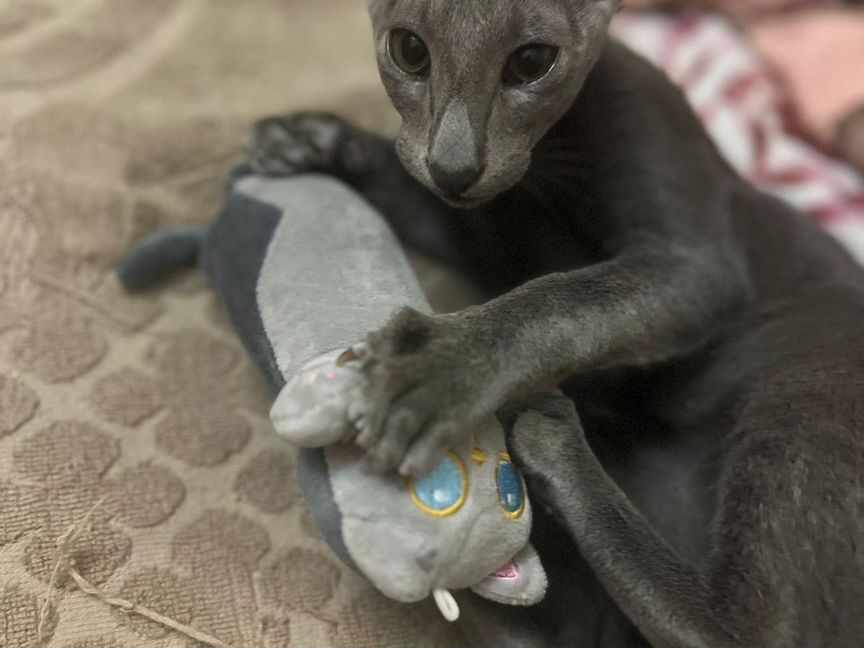 Ориентальные котята