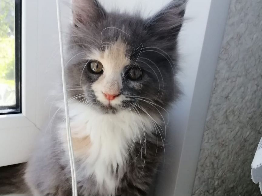 Котята мейн-кун