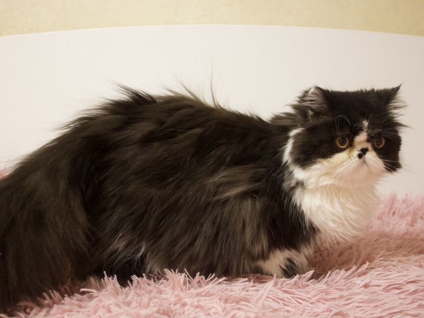 Персидская малышка