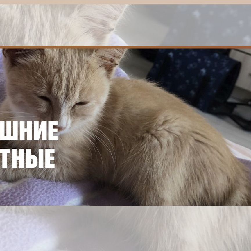Отдам в хорошие руки годовалую рыженькую кошечку