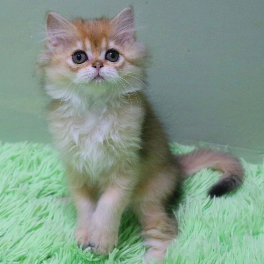 Золотой шотландский котик
