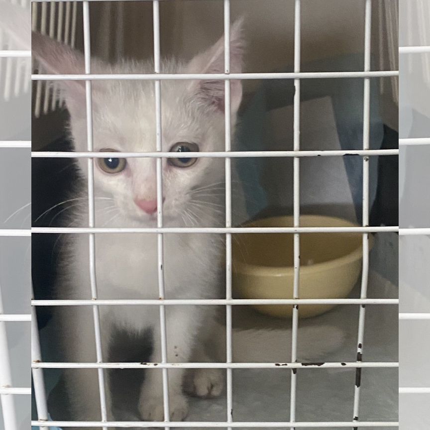 Отдам в добрые руки белого котенка