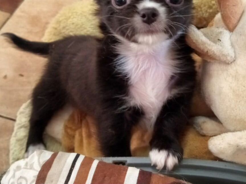 Чихуахуа красавица малышка