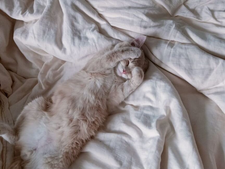 Персик ищет добрых хозяев