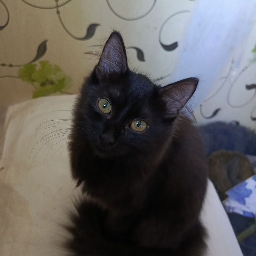 Котёнок