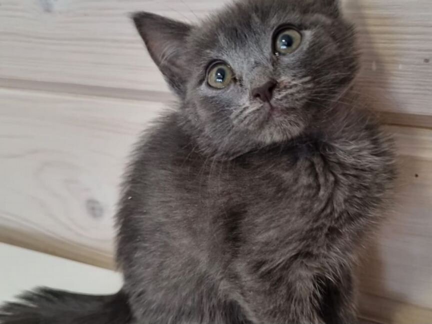 Котенок Василек русская голубая