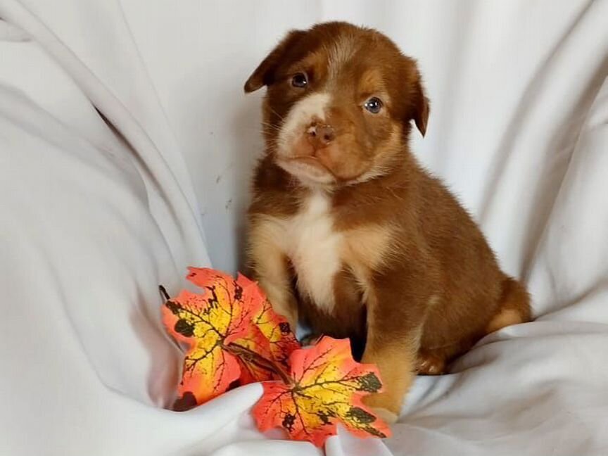 Щенок в добрые руки