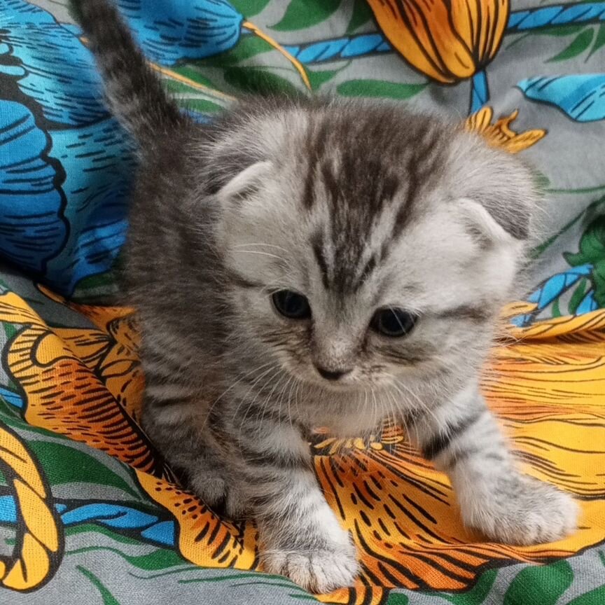Британские котята