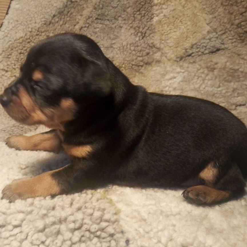 Щенки цвергпинчера