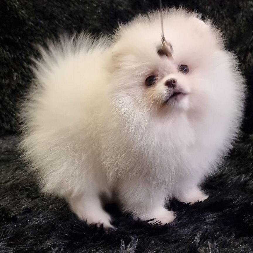 Померанский шпиц, щенок