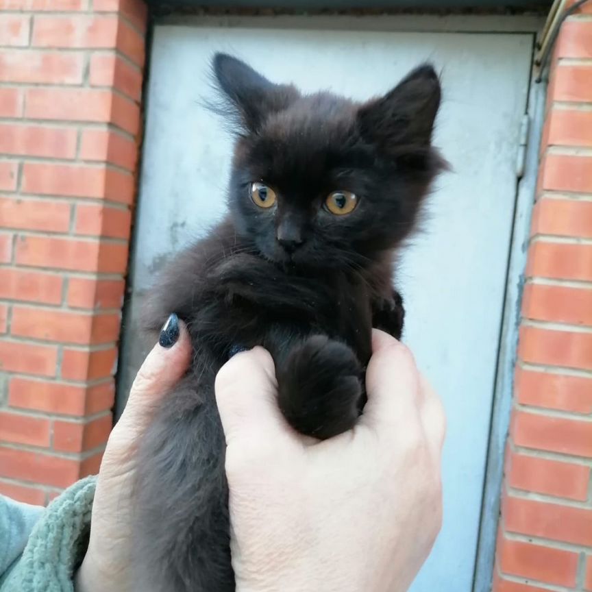 Котодетка
