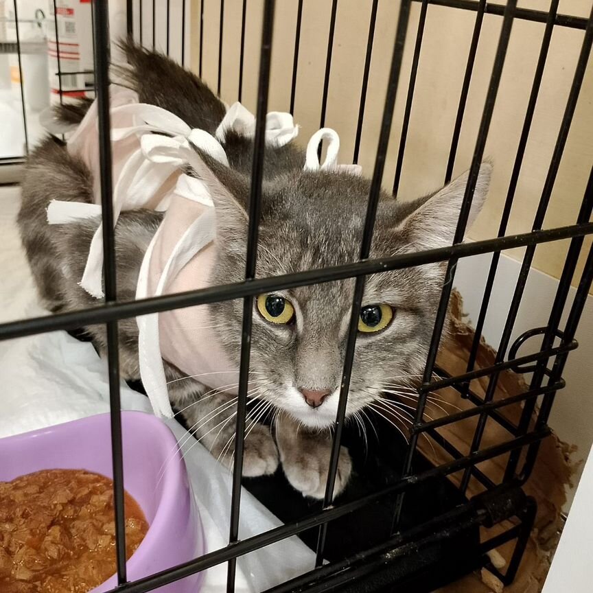 Кошка в клетке