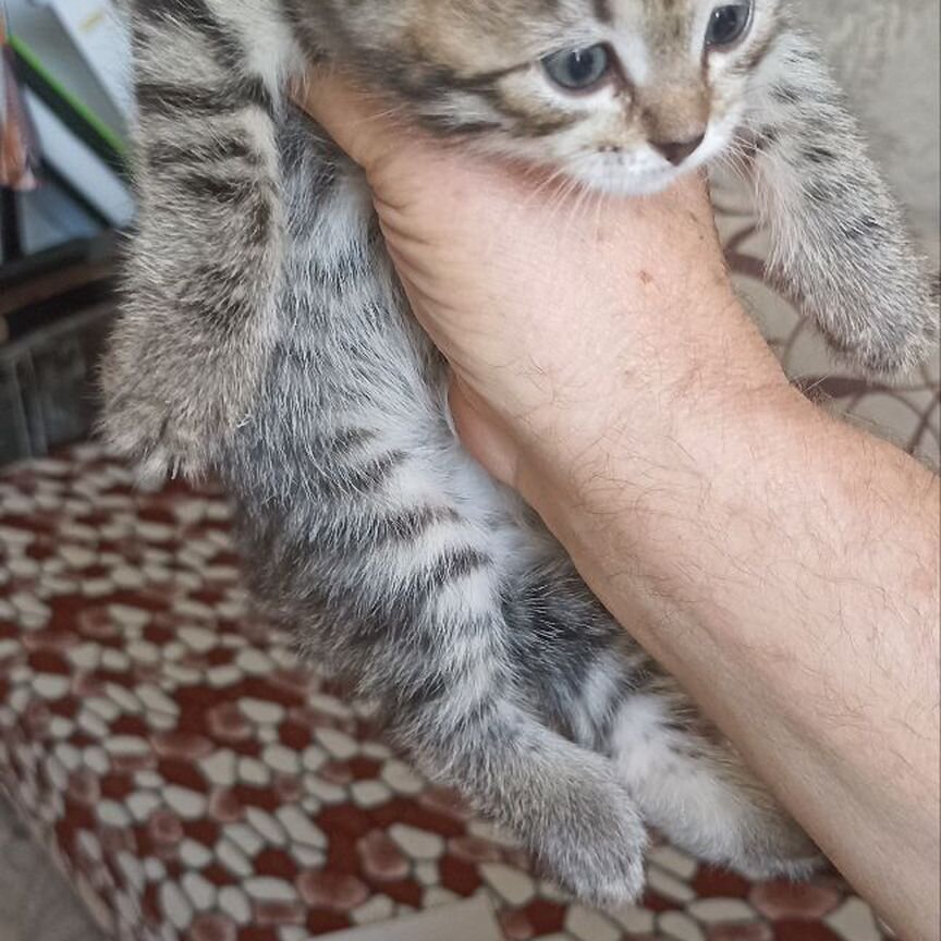Отдам котенка девочка, родилась 10 августа