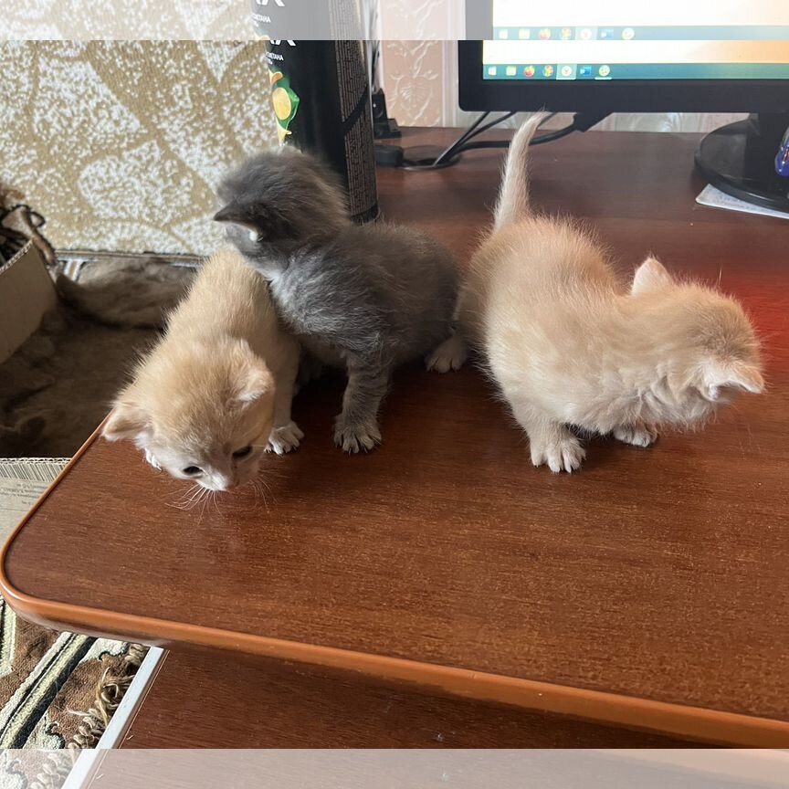 Сиамский котёнок