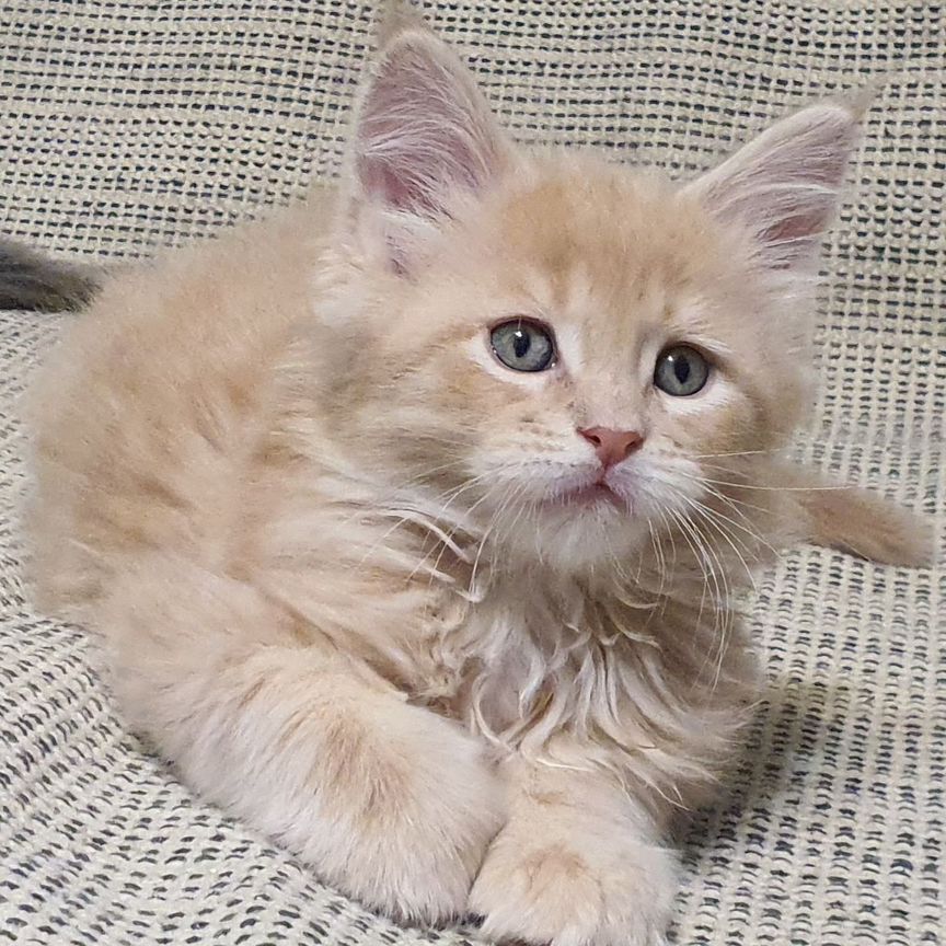Мейн-кун котёнок
