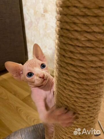 Канадский сфинкс котенок