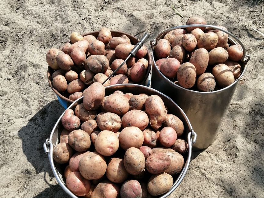 Продам картофель на корм скоту