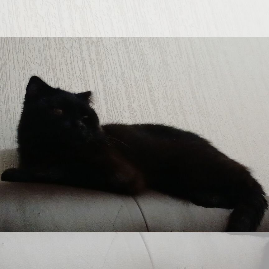 Отдам в добрые руки