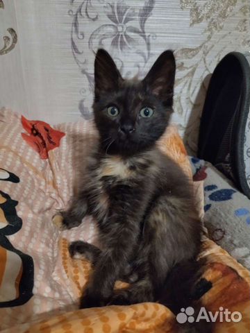 Девочка ищет дом