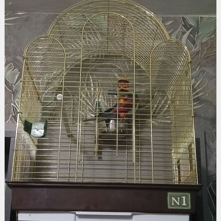 Попугай корелл