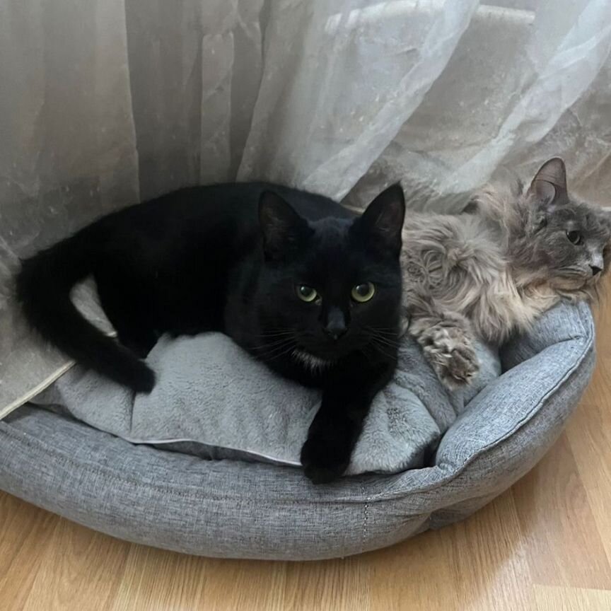 Черный котёнок в добрые руки