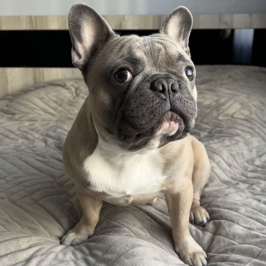 Французский бульдог, вязка