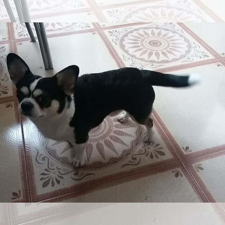 Чихуахуа ищет дом