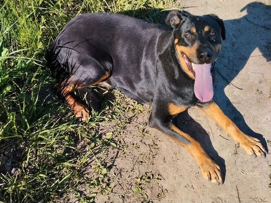 Мальта в добрый дом