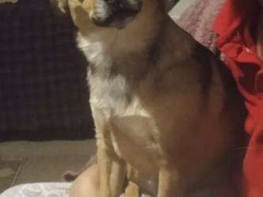 Маленькая собака