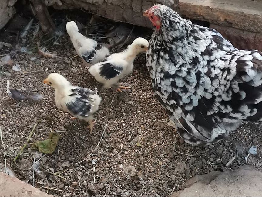 Кавказская фазаниха, цыплята карликого кохинхина