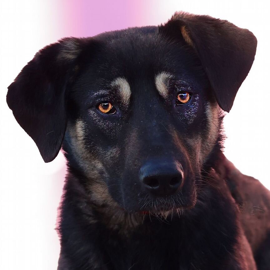 Собака в добрые руки отдам бесплатно