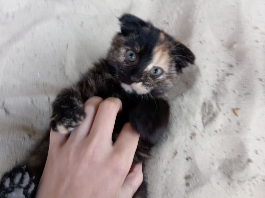 Животные