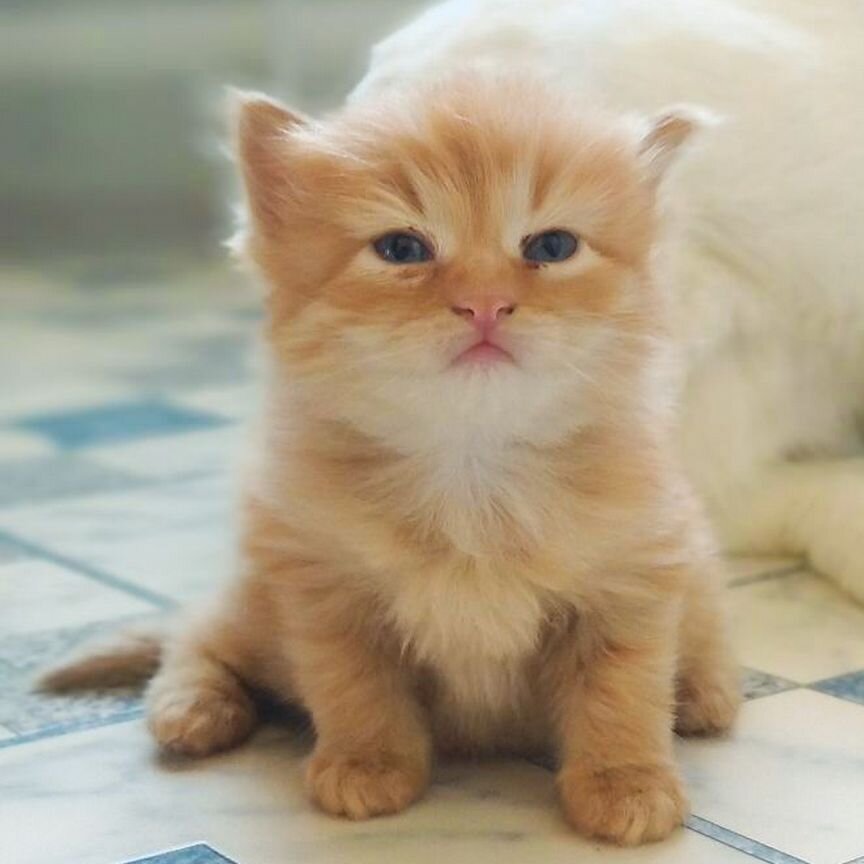 Рыжий котенок в добрые руки