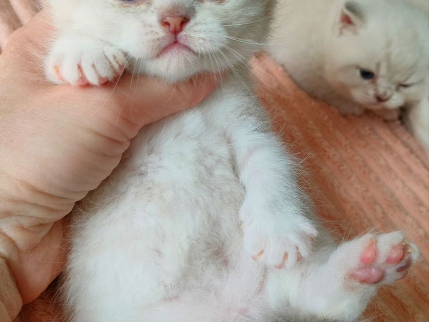 Британцы окраса линкс поинт