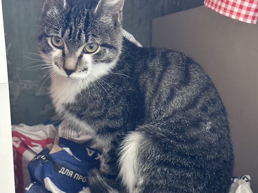 Котик 5мес в добрые руки