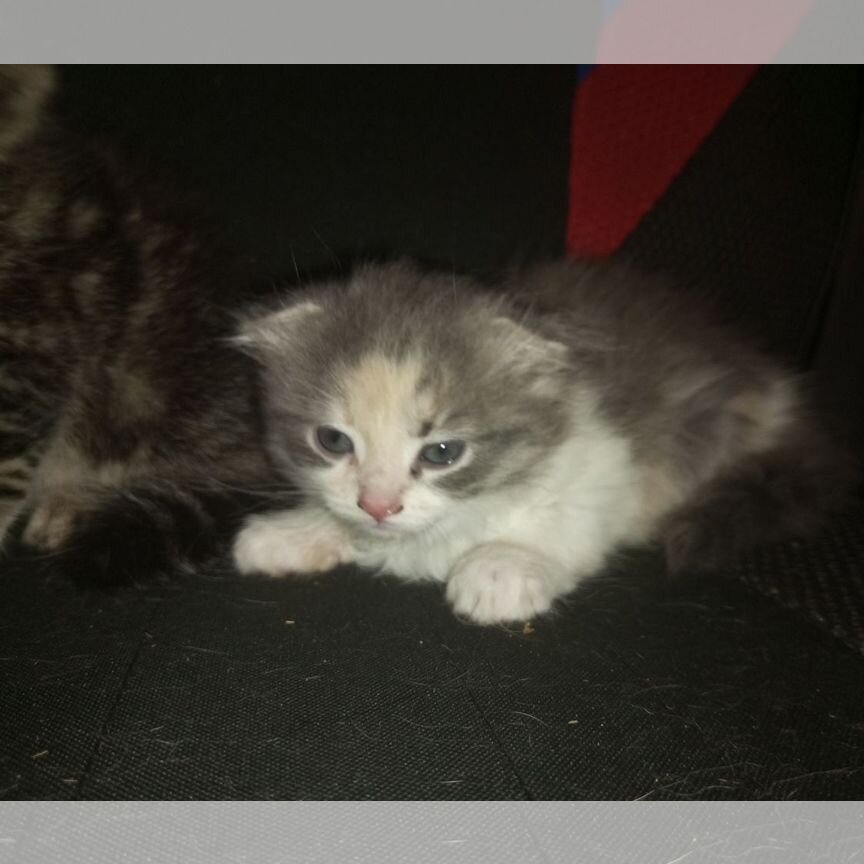 Шотландский вислоухий длинношёрстный котёнок