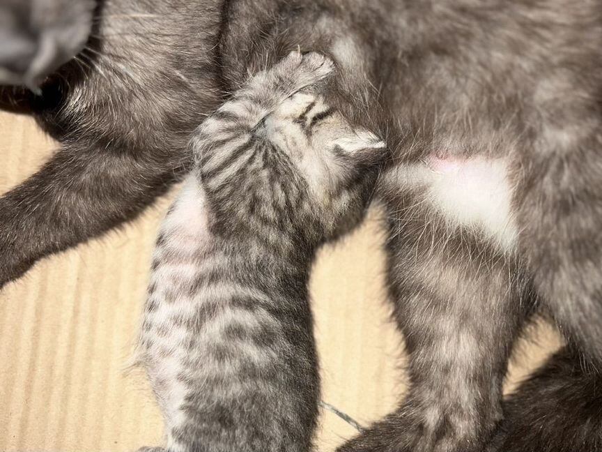 Котята в добрые руки