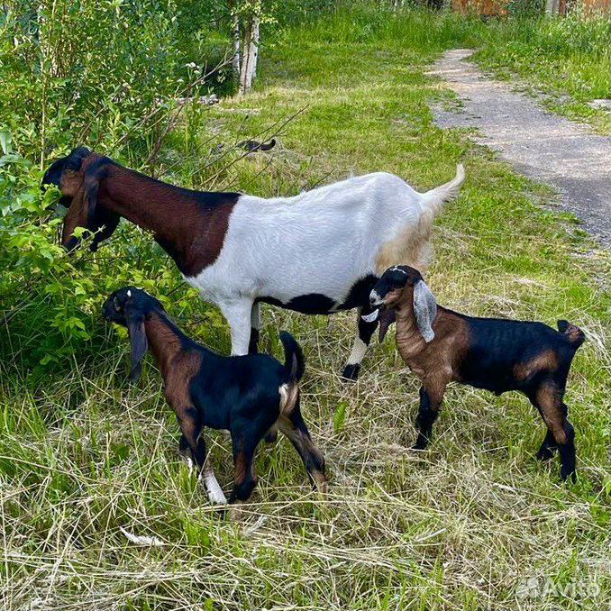 Козлики камори-англонубицы