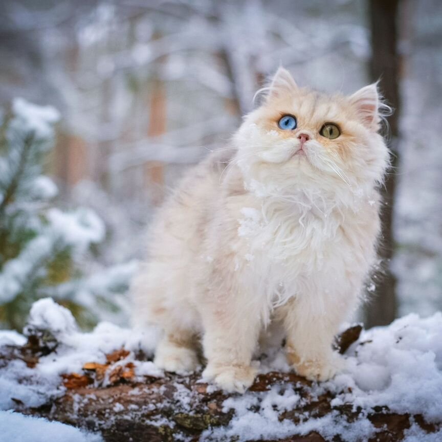 Разноглазые котята золотая шиншилла