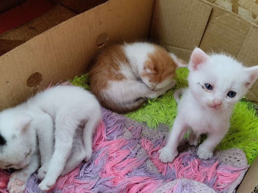 Отдам котят все мальчики и молодую кошечку