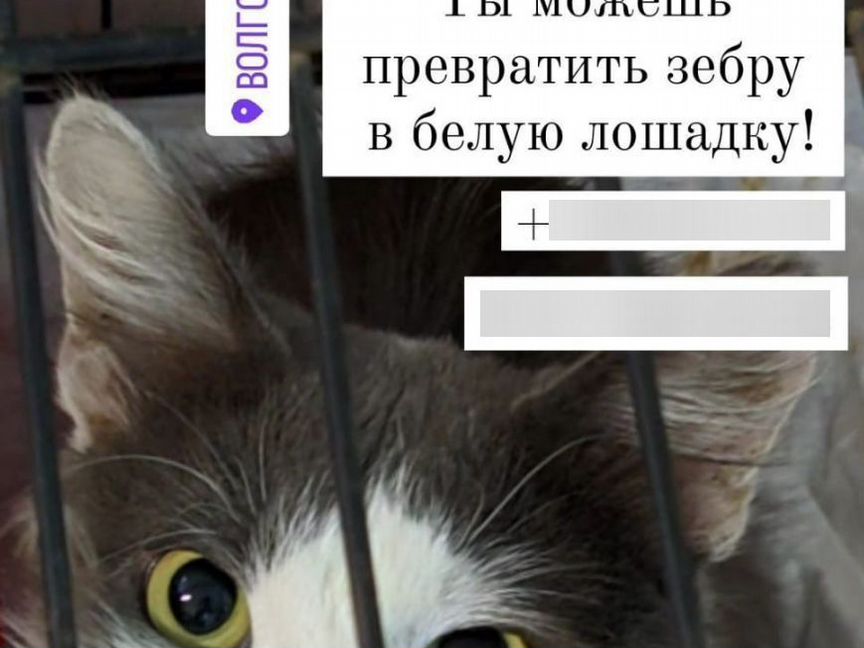 Отдадим в добрые руки котика